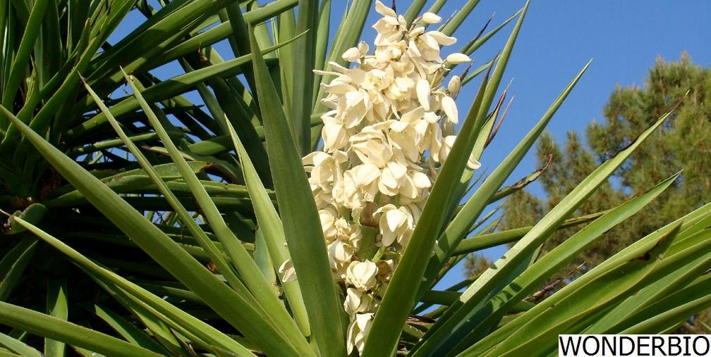 Yucaa Extract Product Center Wonder Biotech LTD Yucaa Extract Product Center Wonder Biotech LTD